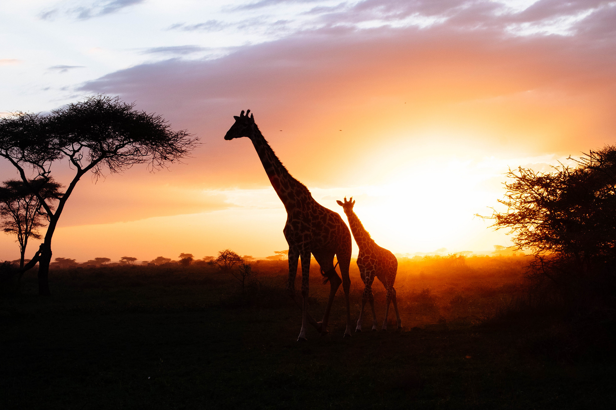 Serengeti | BlogsWOW